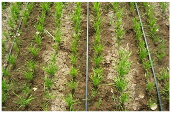 Water | Free Full-Text | Maximizing Water Use Efficiency in Rice ...
