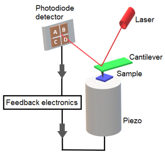 Insights into the Morphology and Surface Properties of Microalgae at the Nanoscale by Atomic ...