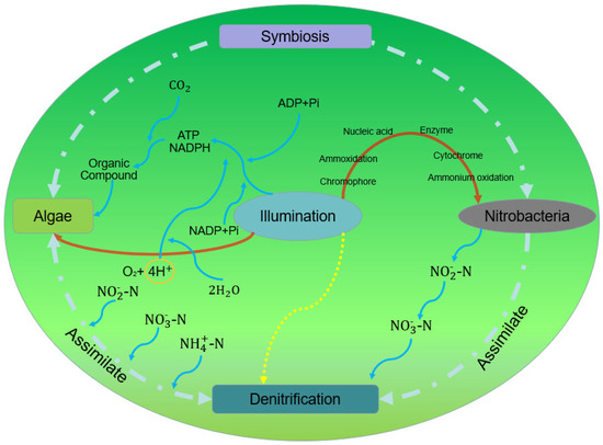 The Effect of Light on Nitrogen Removal by Microalgae-Bacteria ...