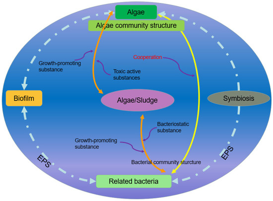 The Effect of Light on Nitrogen Removal by Microalgae-Bacteria ...