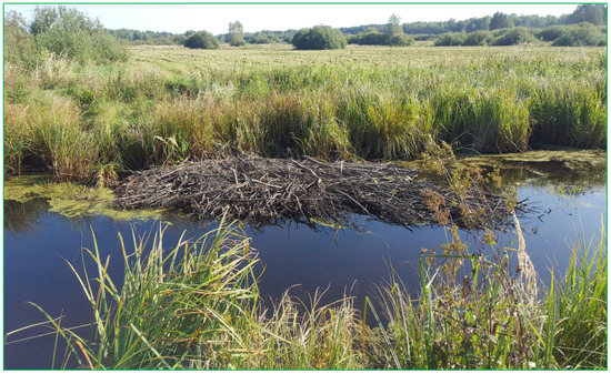 Influence of Natural Barriers on Small Rivers for Changes in Water ...