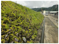Quantifying Vegetation on a Rock-Ramp Fishway for Fish Run-Up and ...