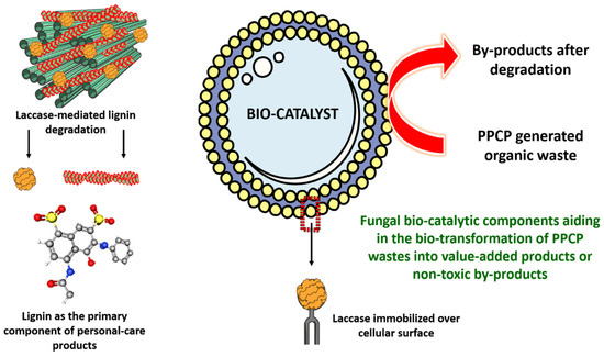 Fungal-Based Remediation in the Treatment of Anthropogenic Activities ...