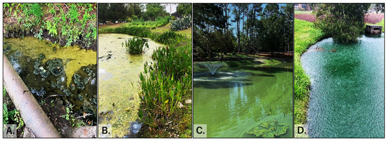 Harmful Algal Blooms: A Prolific Issue in Urban Stormwater Ponds