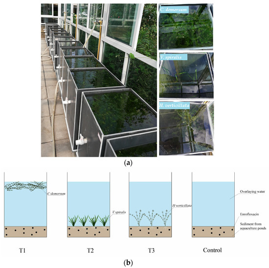 Effects of Different Submerged Macrophytes on the Water and Sediment in ...