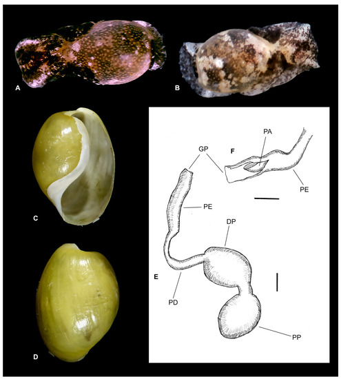 Integrative Taxonomy of the Bubble Snails (Cephalaspidea ...