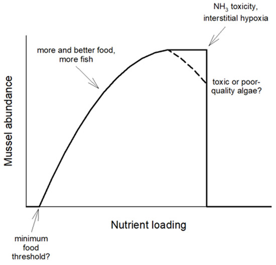 Water | Free Full-Text | Freshwater Mussels, Ecosystem Services, and ...