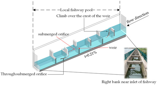 Response of Upstream Behavior and Hydrodynamic Factors of Anguilla ...