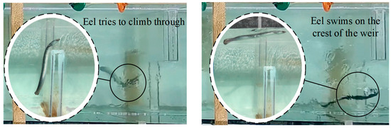 Response of Upstream Behavior and Hydrodynamic Factors of Anguilla ...