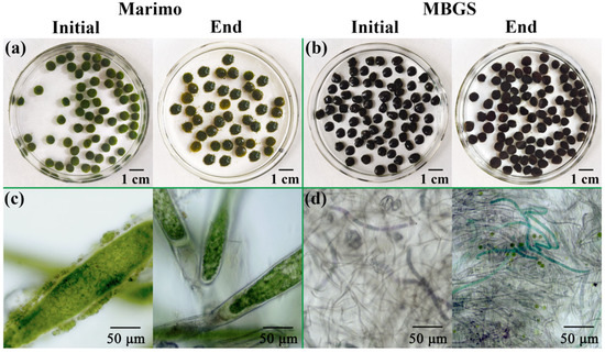 Using Natural and Artificial Microalgal-Bacterial Granular Sludge for ...