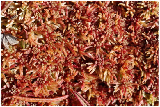 Water Holding Capacity of Some Bryophyta Species from Tundra and North ...