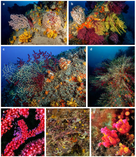 The Diversity, Structure, and Development of the Epibiont Community of ...