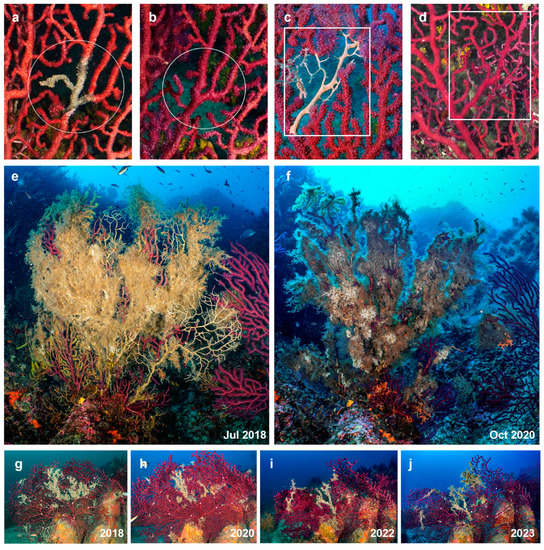 The Diversity, Structure, and Development of the Epibiont Community of ...