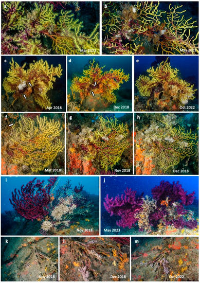 The Diversity, Structure, and Development of the Epibiont Community of ...