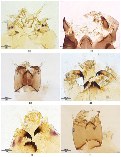 Water | Free Full-Text | Size-Pattern and Larval-Length–Mass ...