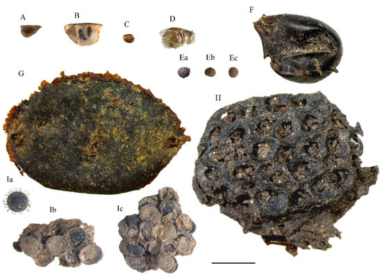 Reconstruction of the Late Holocene Environment of Central Yakutia ...