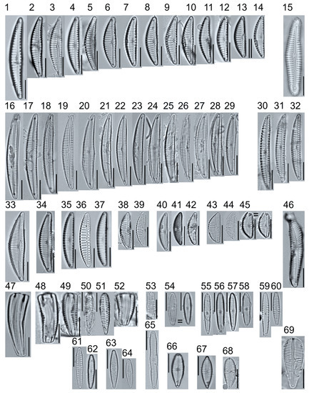 A Voucher Flora of Diatoms from Fens in the Tanana River Floodplain, Alaska