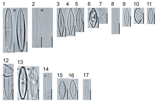 A Voucher Flora of Diatoms from Fens in the Tanana River Floodplain, Alaska