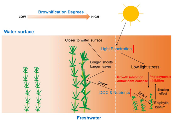 Responses of a Submerged Macrophyte Potamogeton crispus and Epiphytic Biofilm to Humic-Substance ...