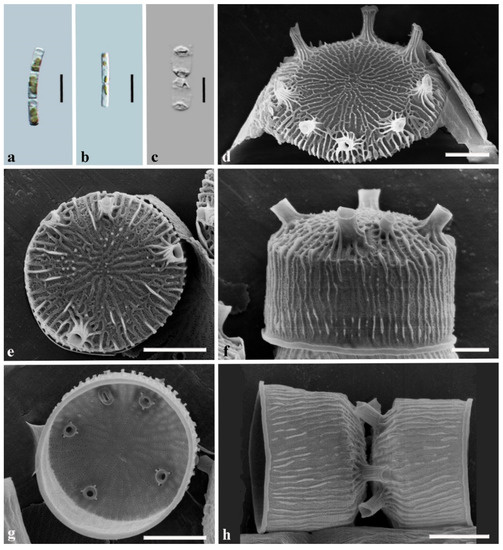 Possible Origin and Distribution of an Invasive Diatom Species ...