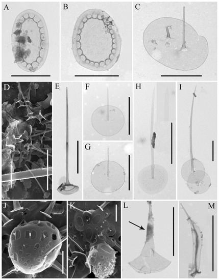 Small Organisms in a Large River: What Provides the High Diversity of ...