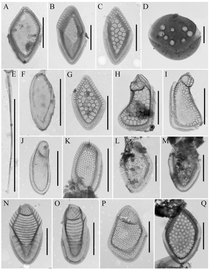 Small Organisms in a Large River: What Provides the High Diversity of ...