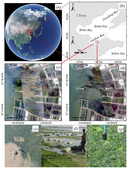 A Novel Approach of Monitoring Ulva pertusa Green Tide on the Basis of ...