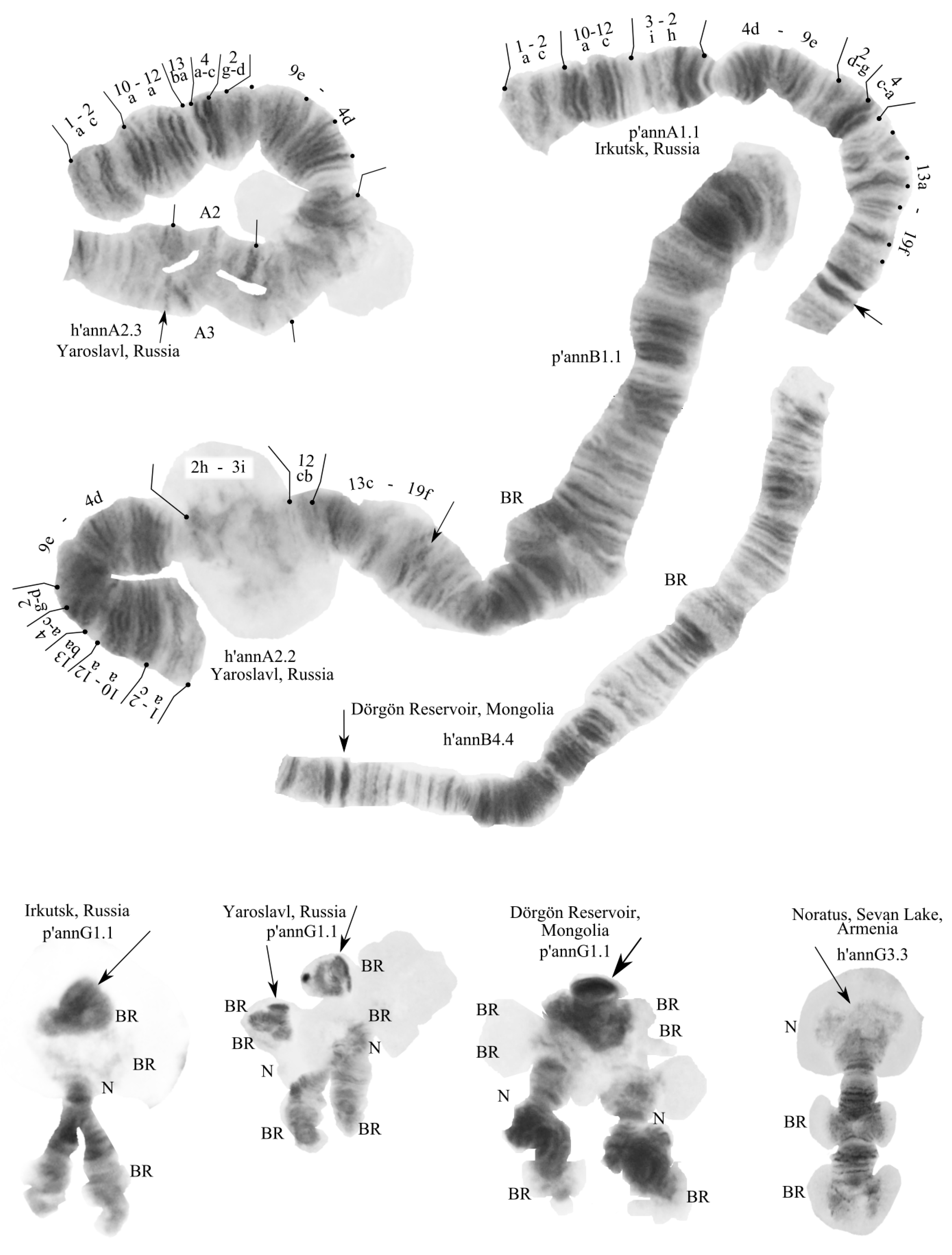 Water Free Full Text Karyotypes And Coi Gene Sequences Of