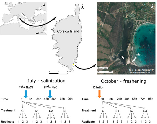 Response of Phytoplankton Communities to Variation in Salinity in a ...