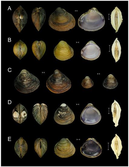 Water | Free Full-Text | Genetic and Morphological Characterization of ...
