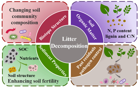 Research Progress on the Decomposition Process of Plant Litter in Wetlands: A Review