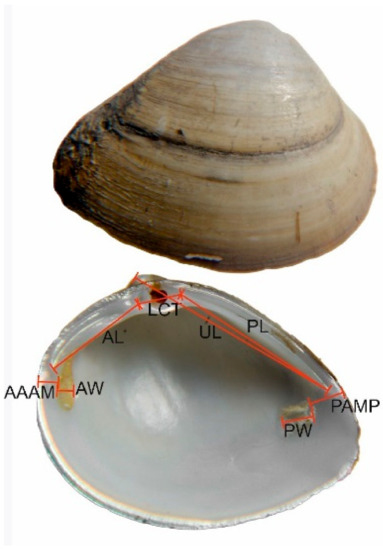 Morphometrics, Growth and Condition of the Invasive Bivalve Rangia ...
