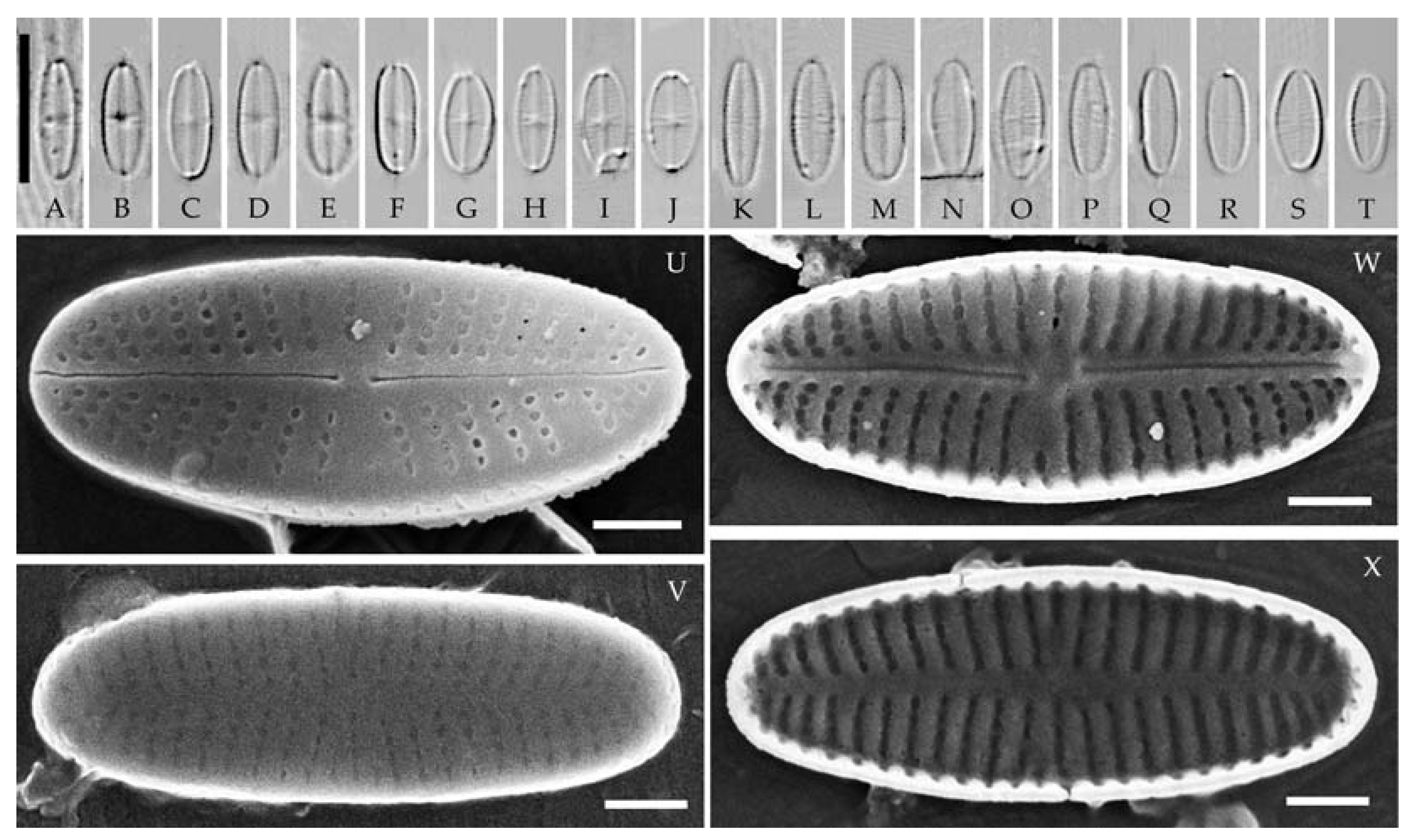 Molecular Investigation of the Achnanthidium minutissimum Complex ...