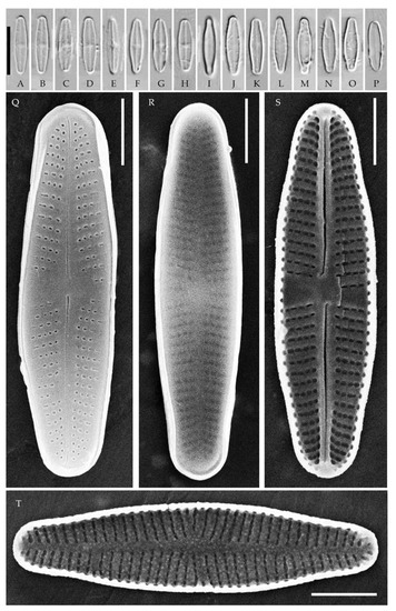Molecular Investigation of the Achnanthidium minutissimum Complex ...