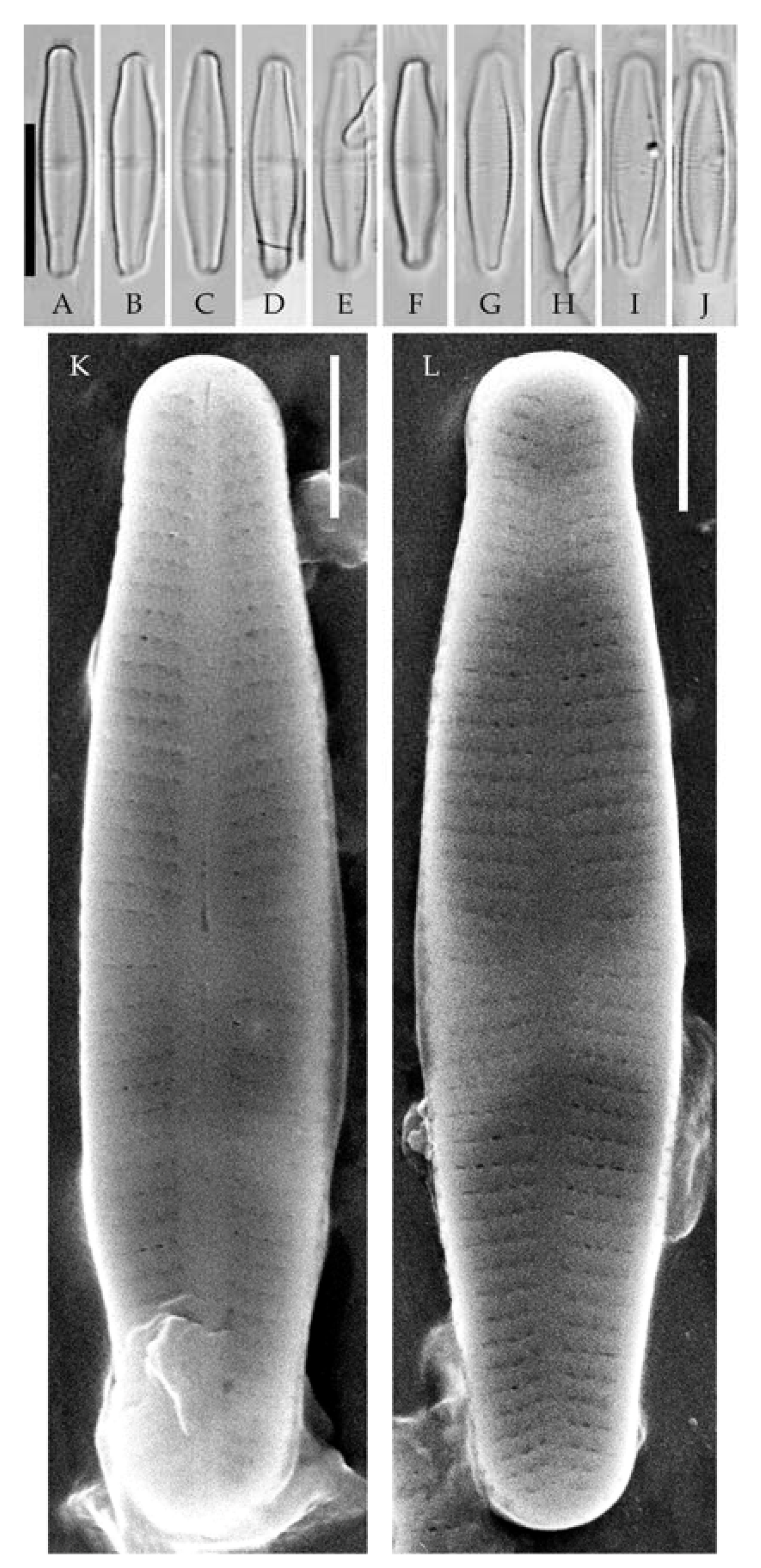 Molecular Investigation of the Achnanthidium minutissimum Complex ...