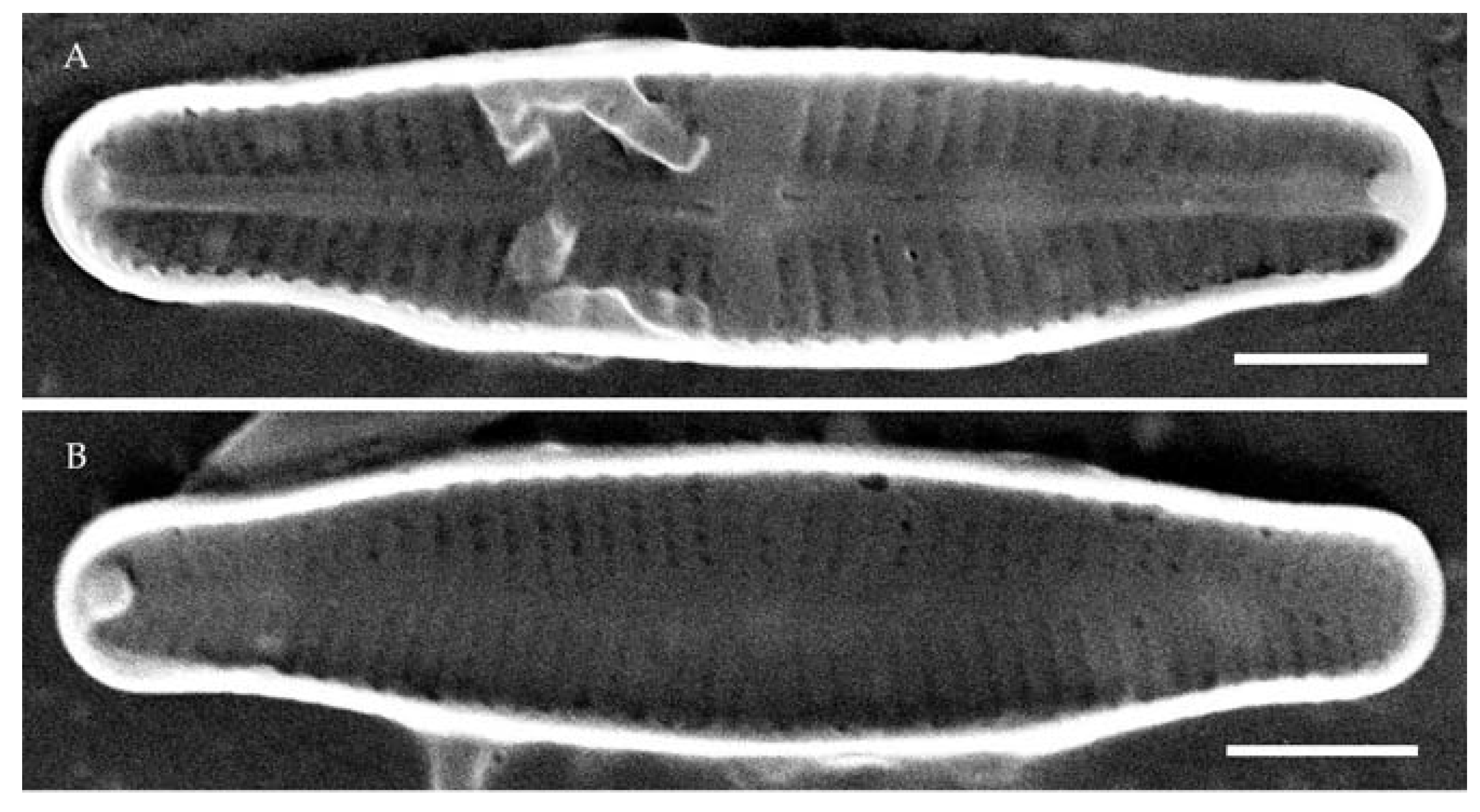 Molecular Investigation of the Achnanthidium minutissimum Complex ...