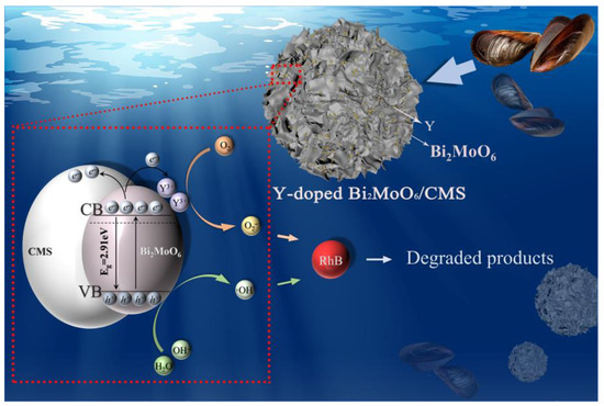 Mussel Shell-Supported Yttrium-Doped Bi2MoO6 Composite with Superior ...