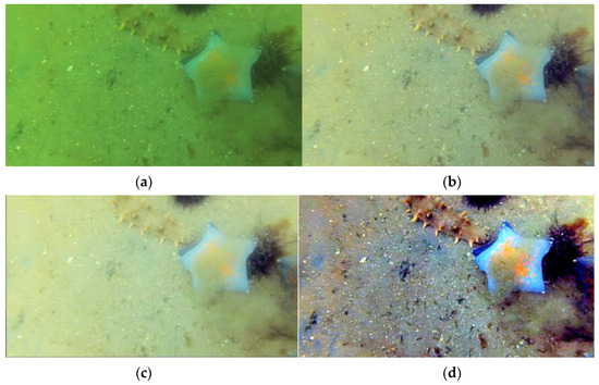 An Effective Method for Underwater Biological Multi-Target Detection Using Mask Region-Based ...