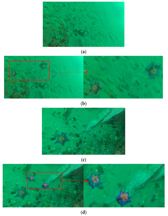 An Effective Method for Underwater Biological Multi-Target Detection Using Mask Region-Based ...