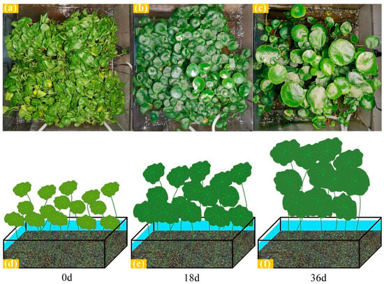 Water | Free Full-Text | Efficacy of Nitrogen and Phosphorus Removal and Microbial ...