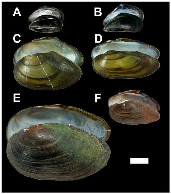Water | Free Full-Text | Trace Element Patterns in Shells of Mussels (Bivalvia) Allow to ...