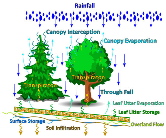 Improving Flash Flood Hydrodynamic Simulations by Integrating Leaf ...