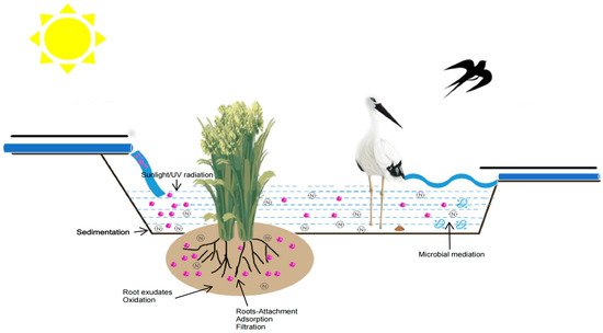 Water | Free Full-Text | Promoting Aquatic Health in Constructed ...
