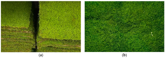 Predicting Epipelic Algae Transport in Open Channels: A Flume Study to ...