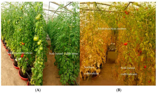Assessment of Water Productivity and Economic Viability of Greenhouse ...