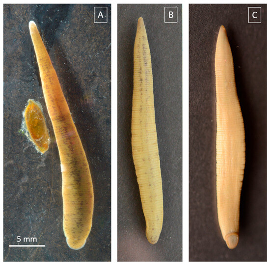 Application of Modern Approaches to Species Delimitation in Freshwater Erpobdellidae (Hirudinea ...