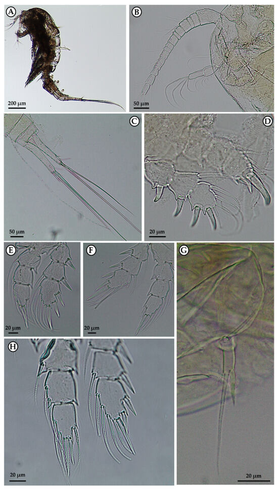 Ephemeral Puddles—Potential Sites for Feeding and Reproduction of ...