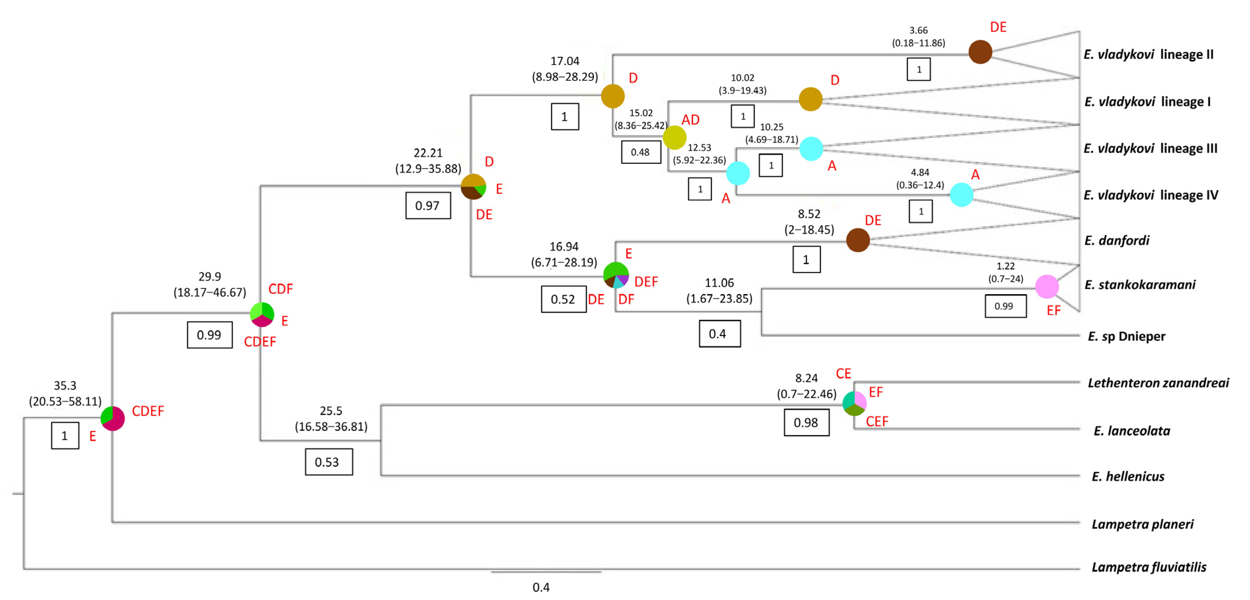 Tackling the Phylogeny of Lampreys—Insight from the Croatia’s Danube Basin
