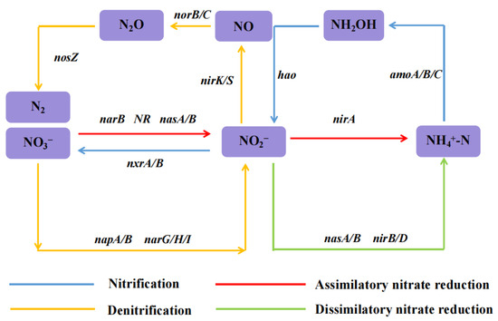 Denitrification Performance and Microbiological Mechanisms Using ...