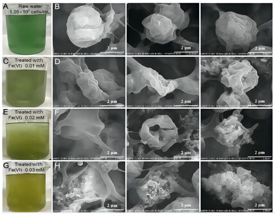 The Role of Ferrate (VI) in the Pretreatment of Algal Cells and Algal ...